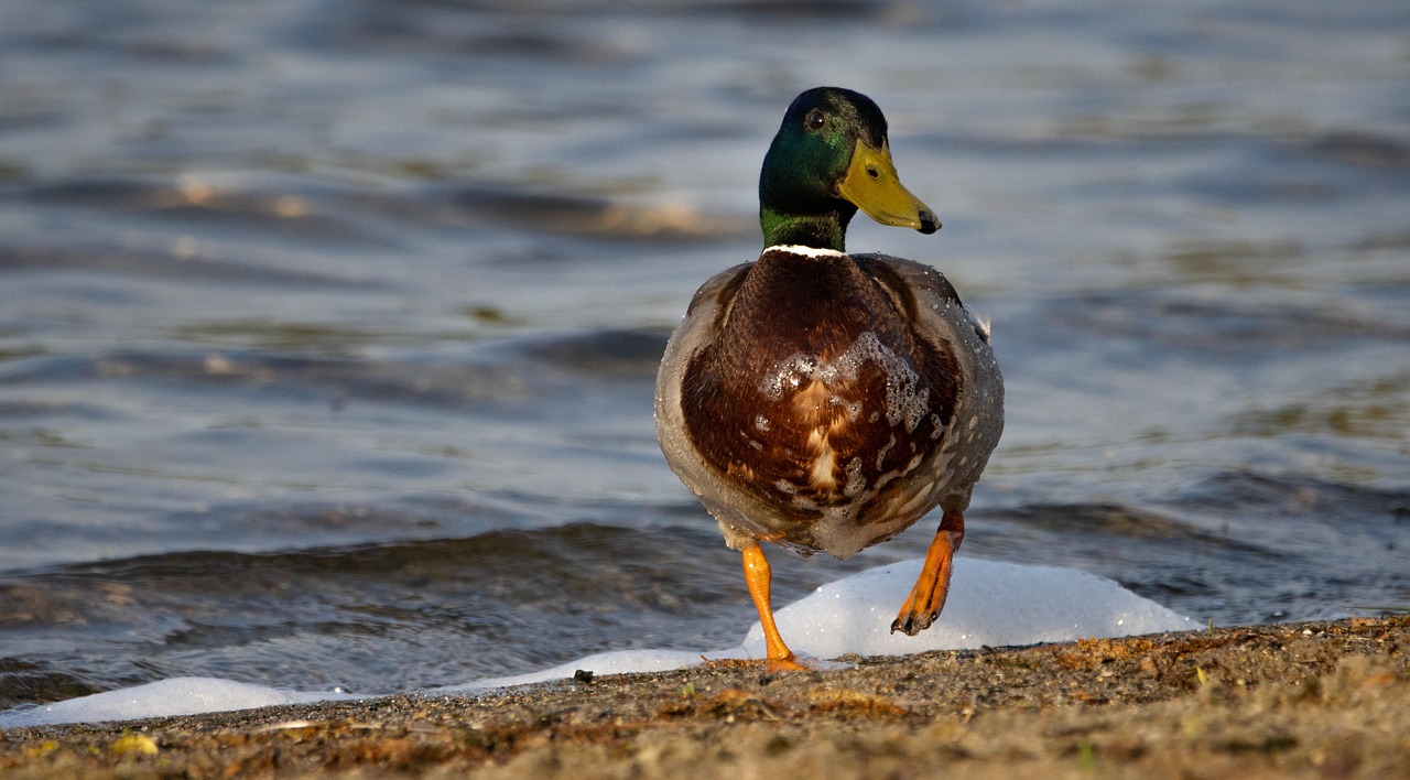 Duck Bird Riverbank - Free photo on Pixabay - Pixabay