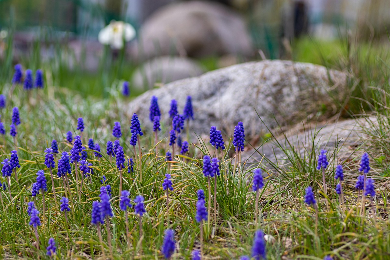 Blumen Common Grape Hyacinth - Kostenloses Foto auf Pixabay - Pixabay