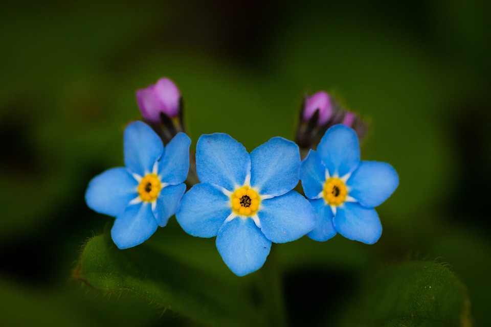 Wood Forget-Me-Not Flowers Plant - Free photo on Pixabay