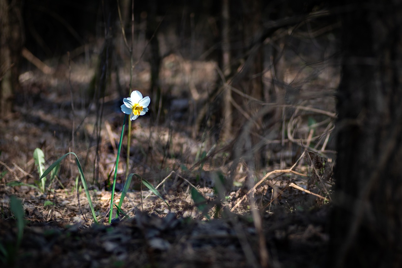 Daffodil Flower Forest - Free photo on Pixabay