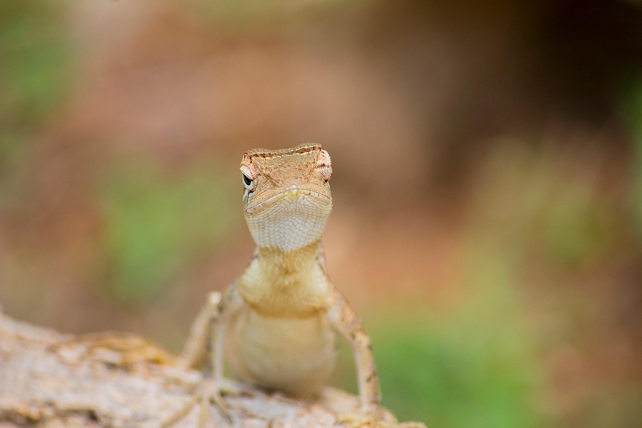 Oriental Garden Lizard Reptil Tier - Kostenloses Foto auf Pixabay
