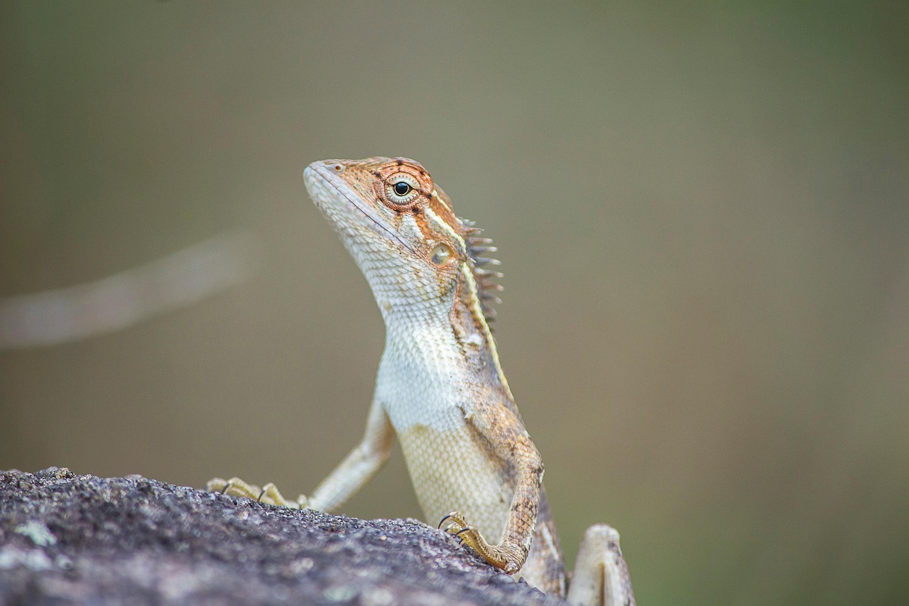 Oriental Garden Lizard Reptile - Free photo on Pixabay