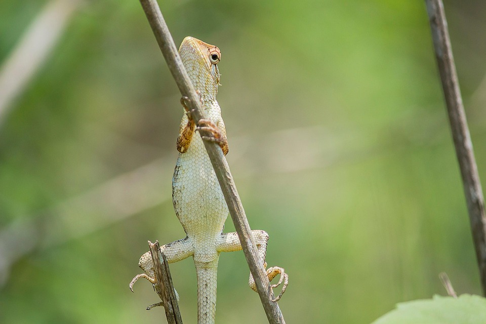 Oriental Garden Lizard Reptil Tier - Kostenloses Foto auf Pixabay - Pixabay