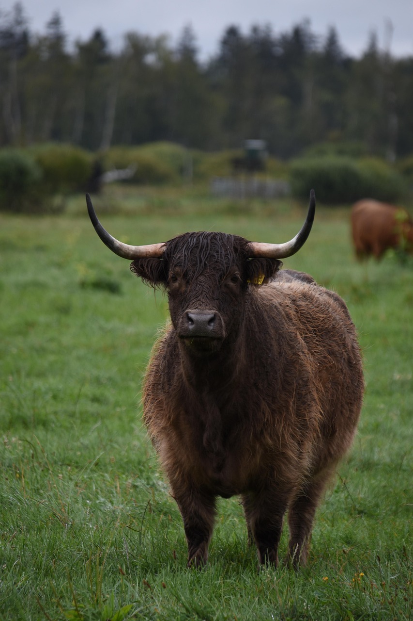 Vaca Gado Animal - Foto gratuita no Pixabay - Pixabay
