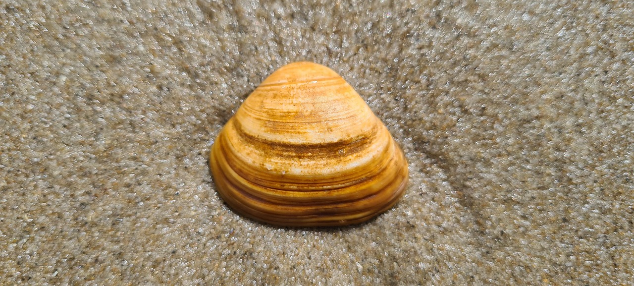 Shell Sand Vacations - Free photo on Pixabay - Pixabay