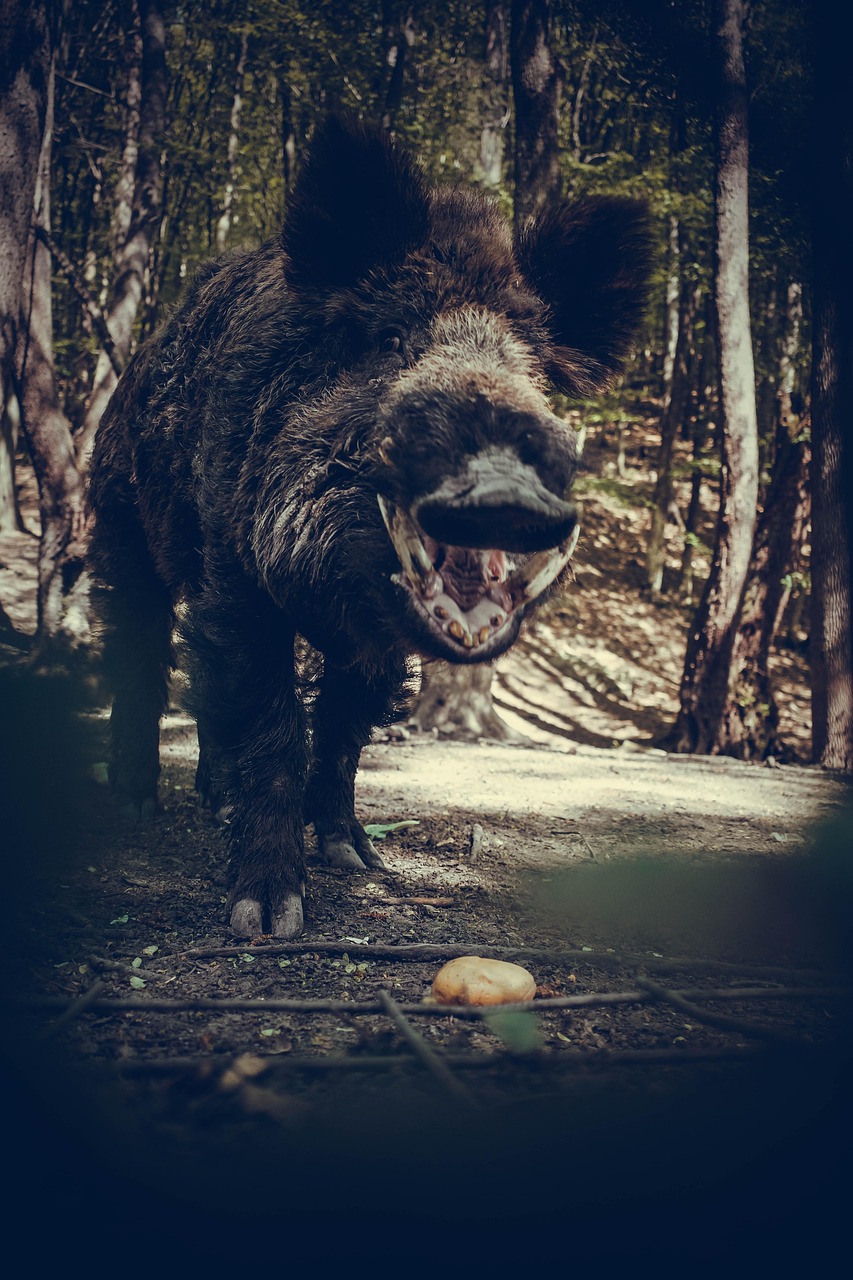 Wild Animal Boar Pig - Free photo on Pixabay