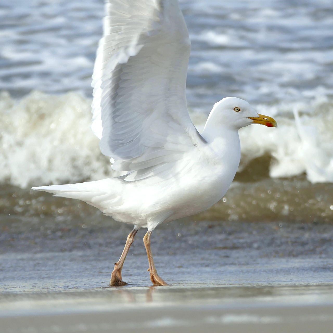 Gaviota Pájaro Animal Aves - Foto gratis en Pixabay - Pixabay