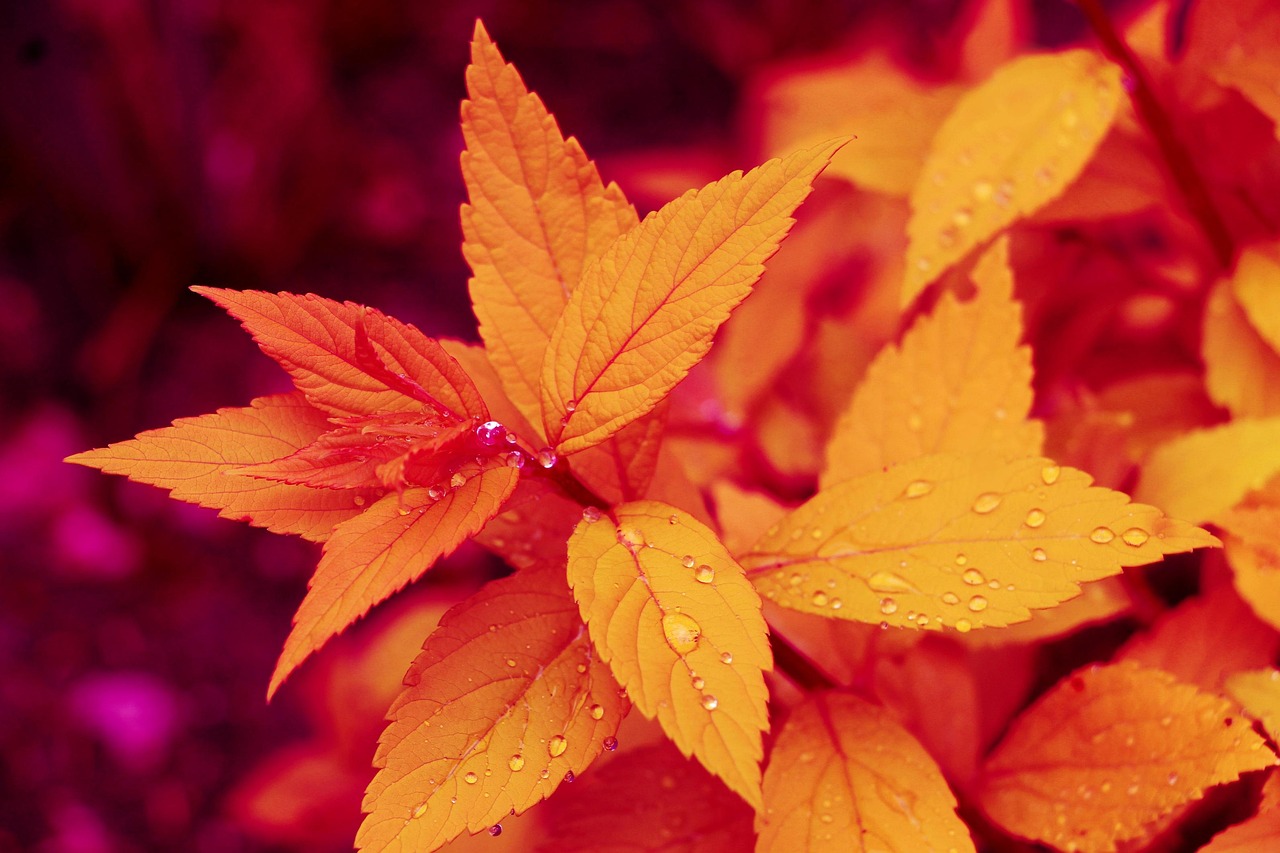 Planta Folhas Coloridas - Foto gratuita no Pixabay - Pixabay
