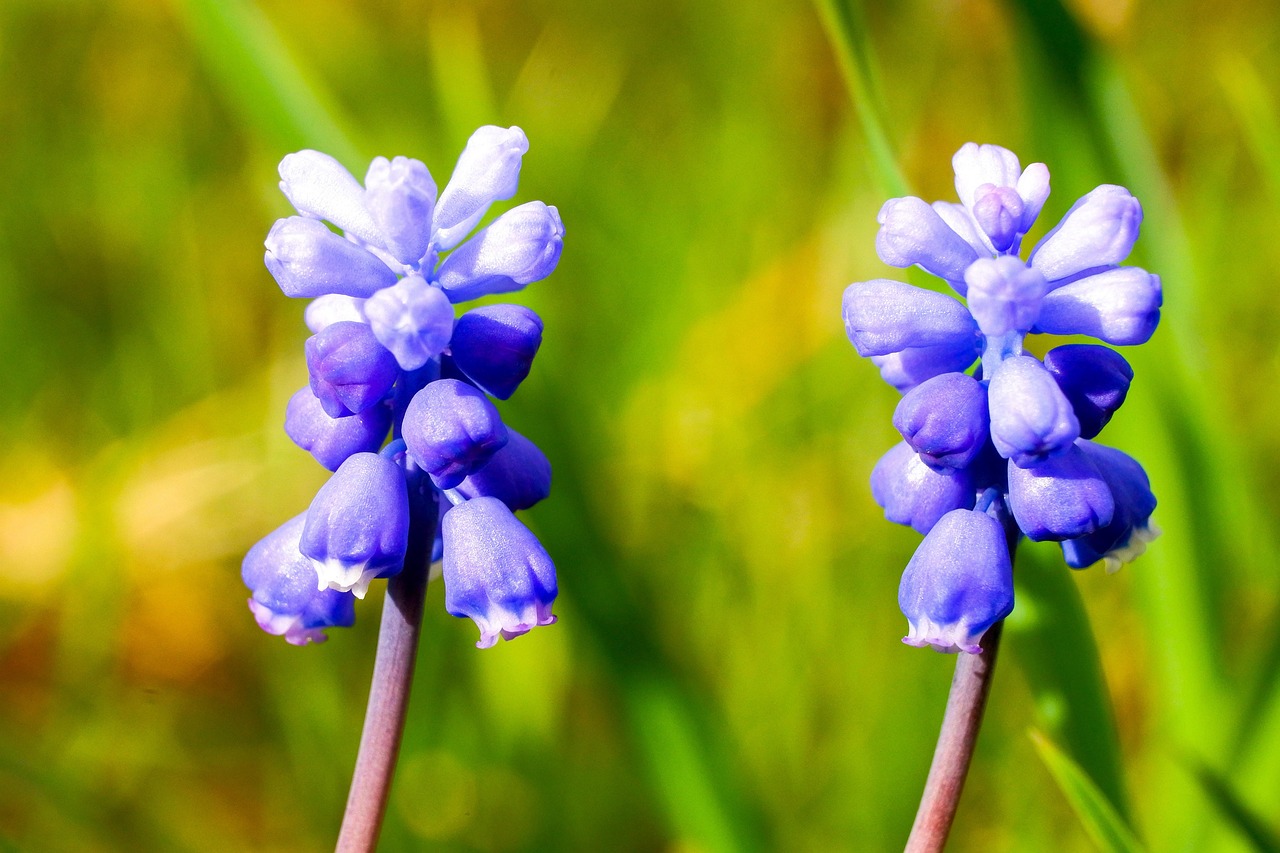 Blumen Common Grape Hyacinth Blaue - Kostenloses Foto auf Pixabay - Pixabay