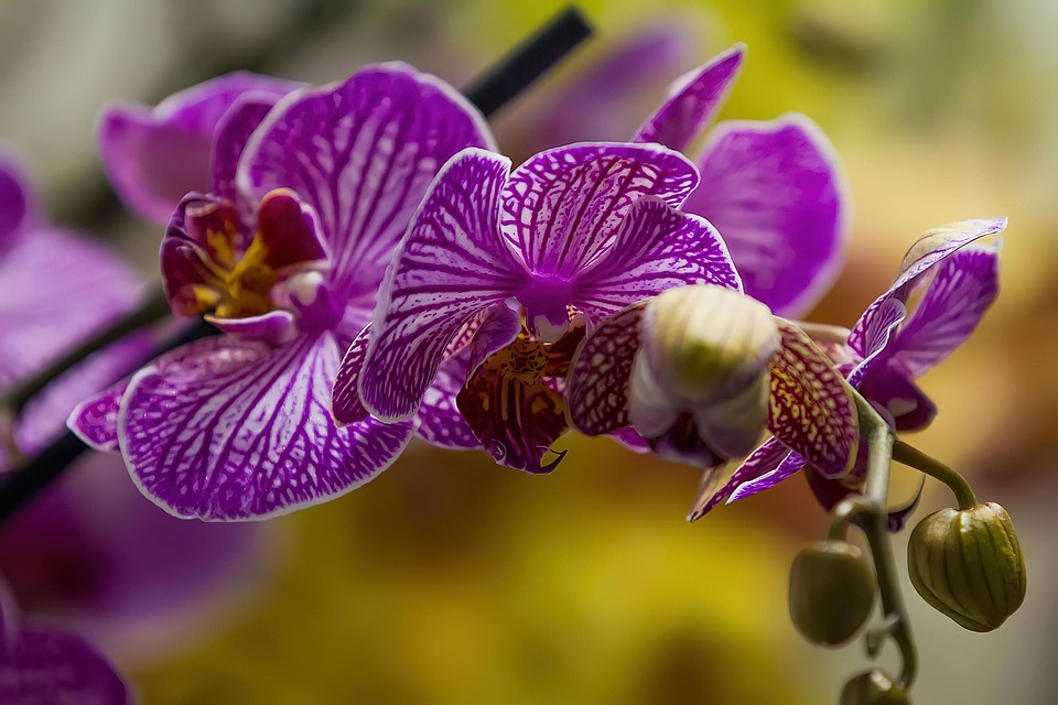 Orchidées Fleurs Plantes - Photo gratuite sur Pixabay