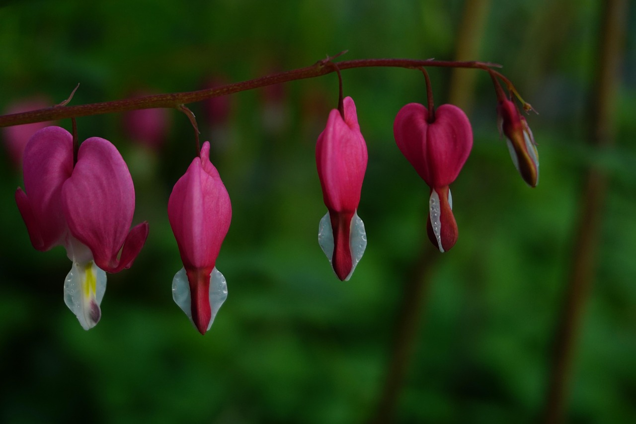 Page 3 - 80,000+ Free Pink Hearts & Heart Photos - Pixabay