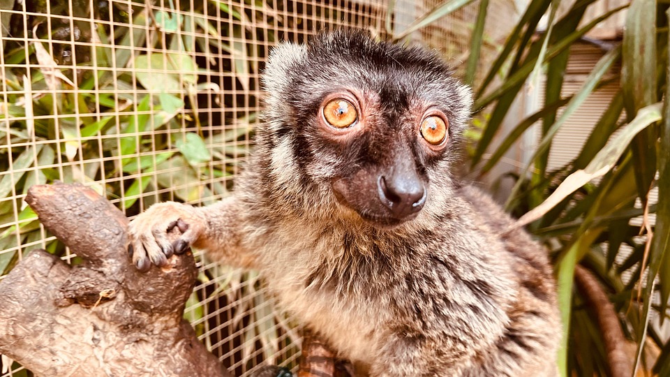 Ojos Animal Naturaleza - Foto gratis en Pixabay