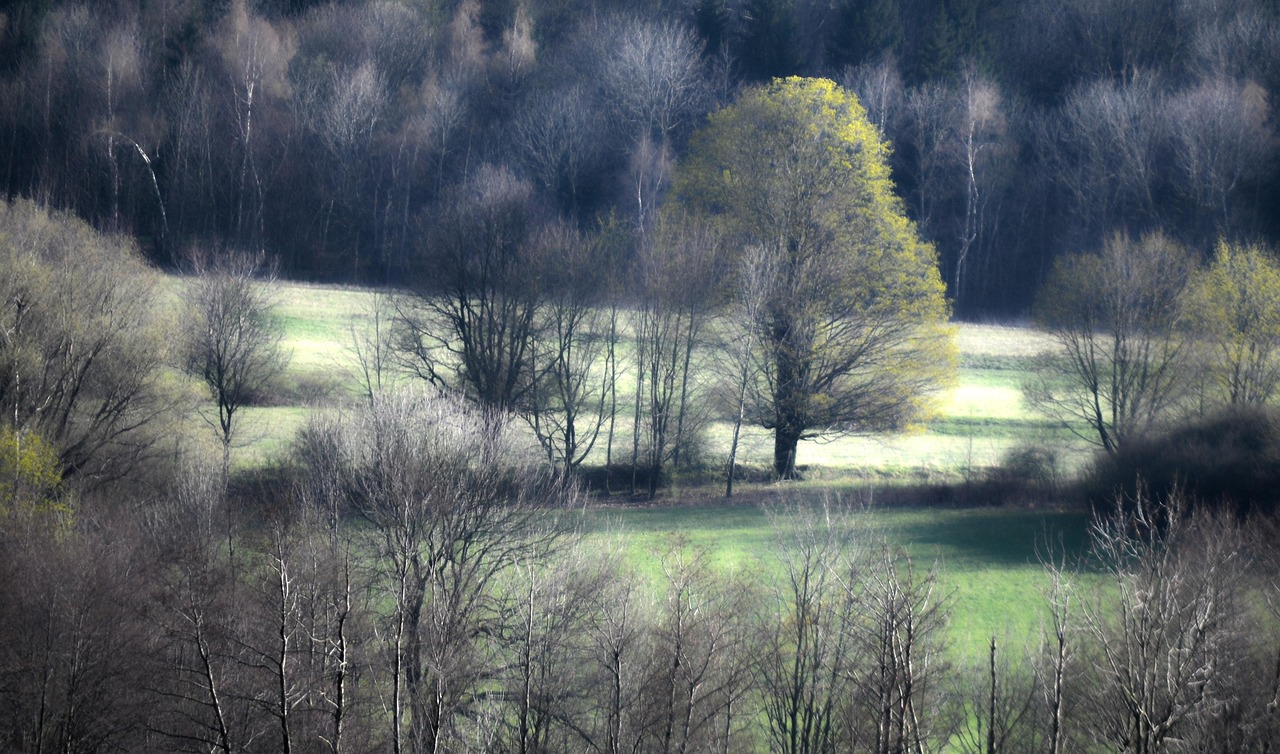Nature Forêt Des Arbres Le - Photo gratuite sur Pixabay - Pixabay