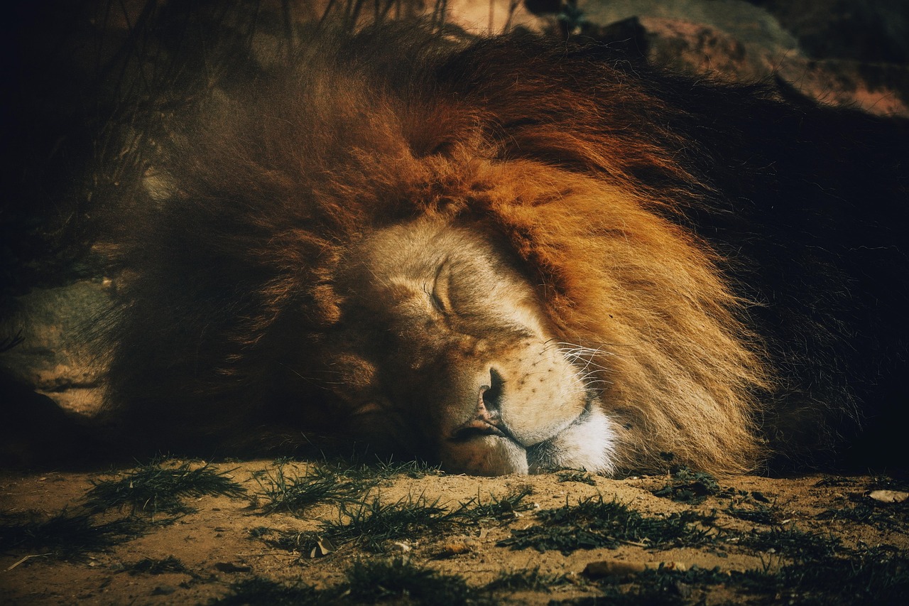 Lion Animal Mammal Big - Free photo on Pixabay - Pixabay