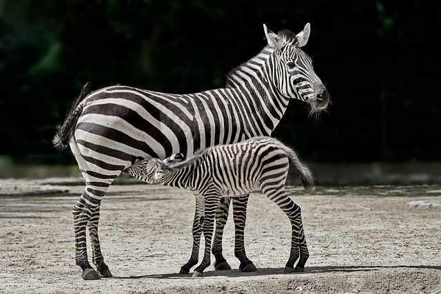 Animal Zebra Mammal - Free photo on Pixabay - Pixabay