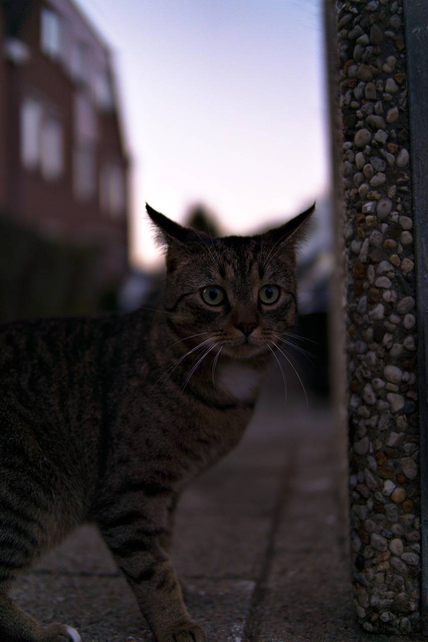Kissa Lemmikki Katu Tabby - Ilmainen valokuva Pixabayssa - Pixabay