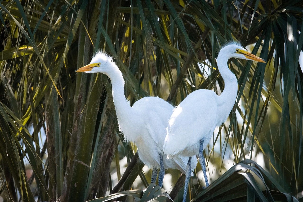 60+ Free Snowy Egret & Bird Images - Pixabay