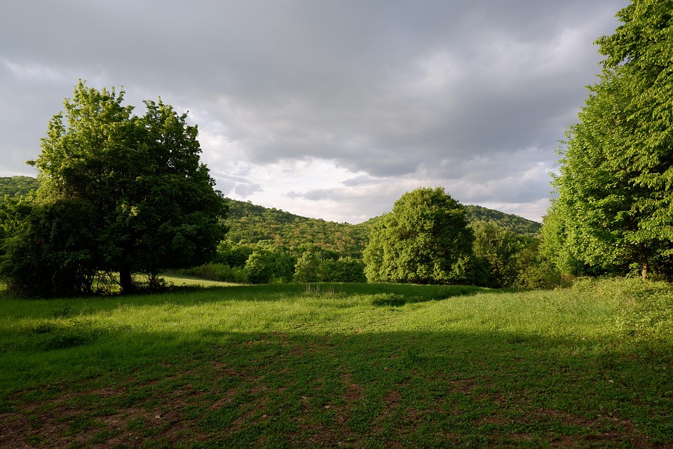 Natur Wiese Bäume - Kostenloses Foto auf Pixabay