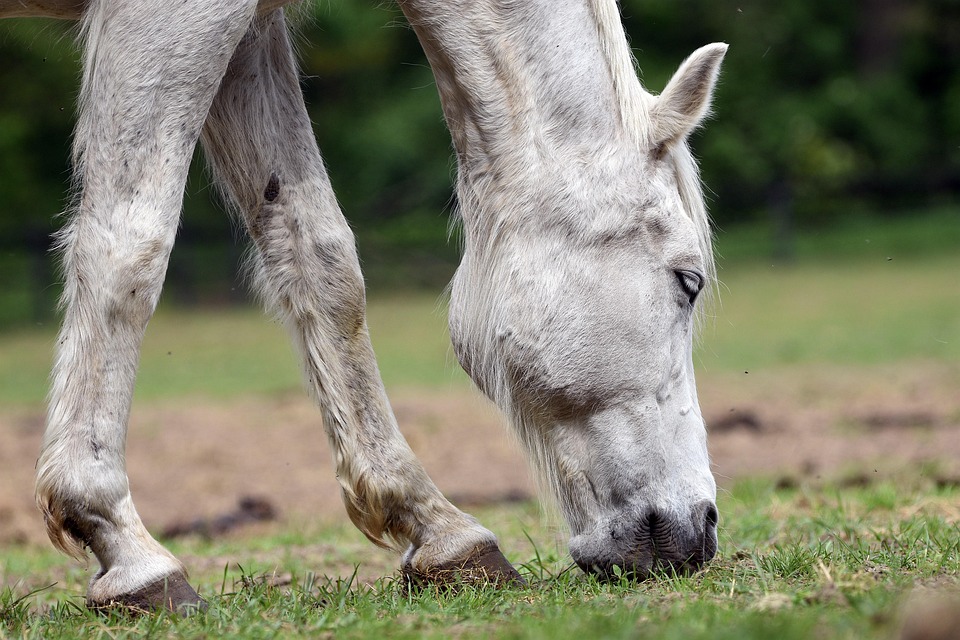 Animal Caballo Mamífero - Foto gratis en Pixabay - Pixabay