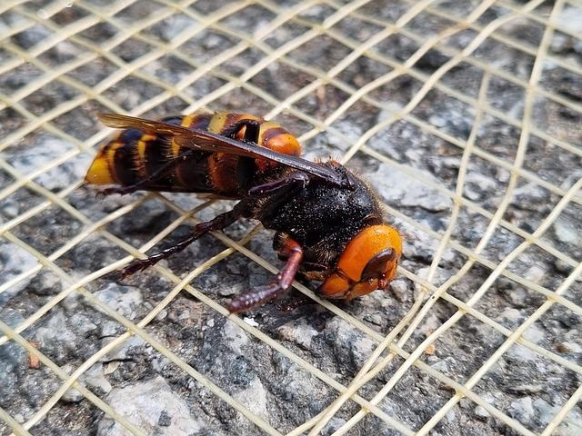 Bee Longevity Wasp - Free photo on Pixabay - Pixabay