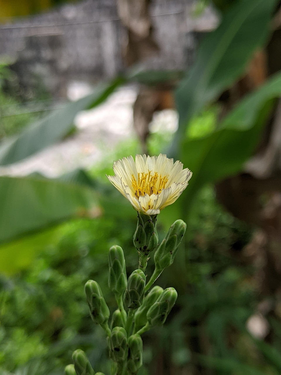 Alface Indiana Flor Planta Lactuca - Foto gratuita no Pixabay - Pixabay