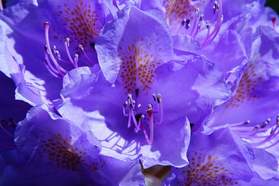 Azalea Bunga-Bunga Bunga Biru - Foto gratis di Pixabay - Pixabay