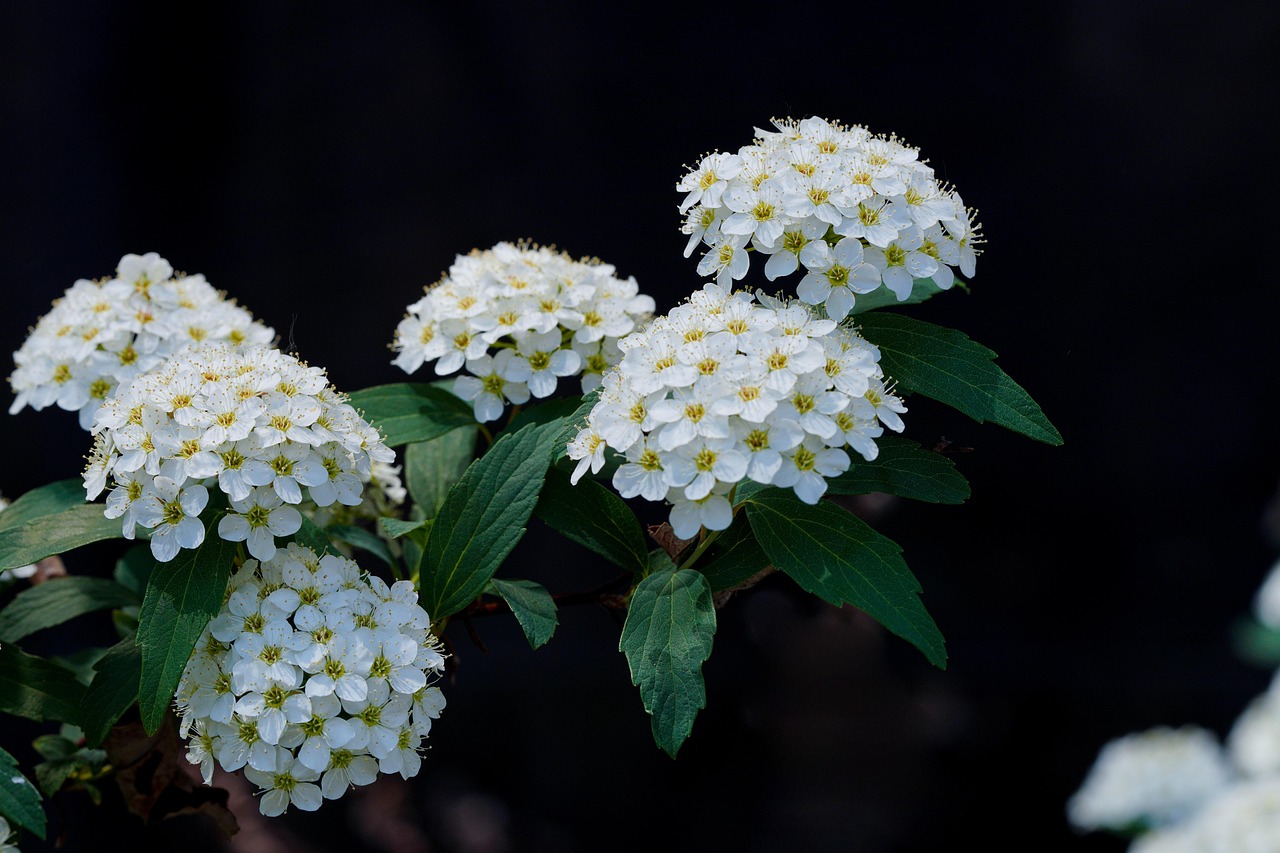 Blumen Spiraea Botanik - Kostenloses Foto auf Pixabay - Pixabay