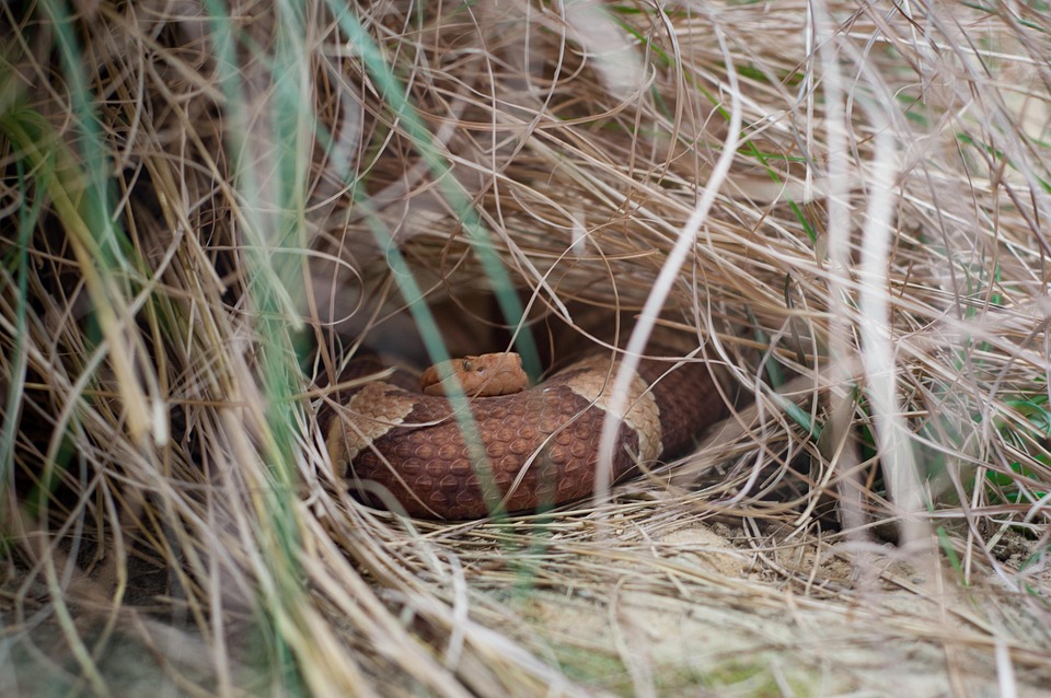 Rattlesnake Snake Hay - Free photo on Pixabay - Pixabay