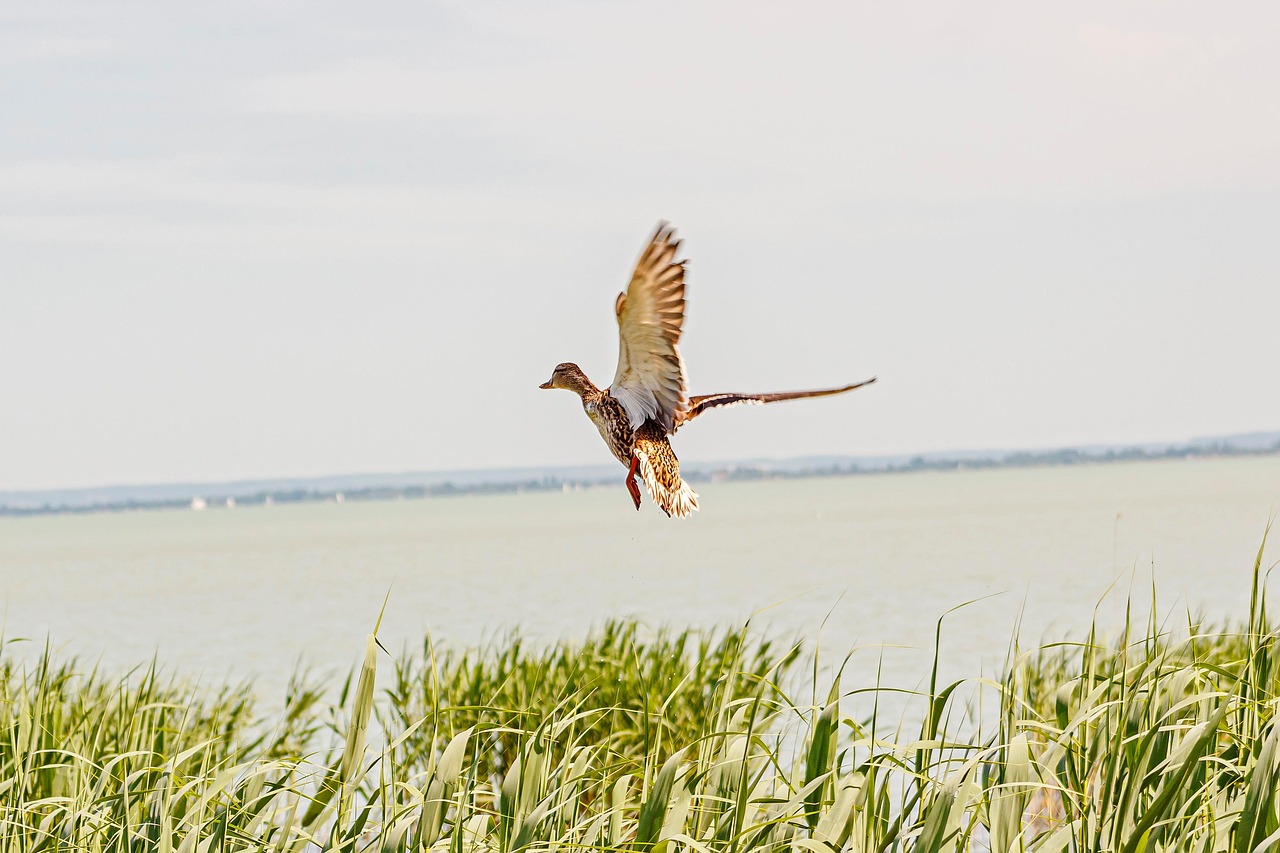 Wild Duck Bird - Free photo on Pixabay - Pixabay