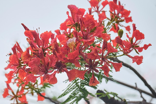 Royal Poinciana Flores Planta - Foto gratuita no Pixabay - Pixabay