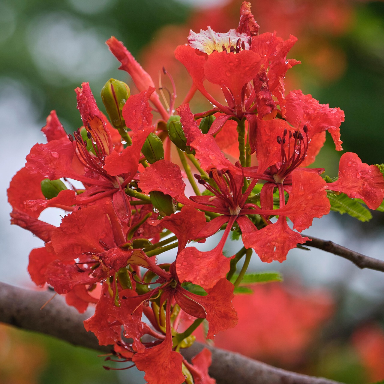 Royal Poinciana Flowers Plant - Free photo on Pixabay
