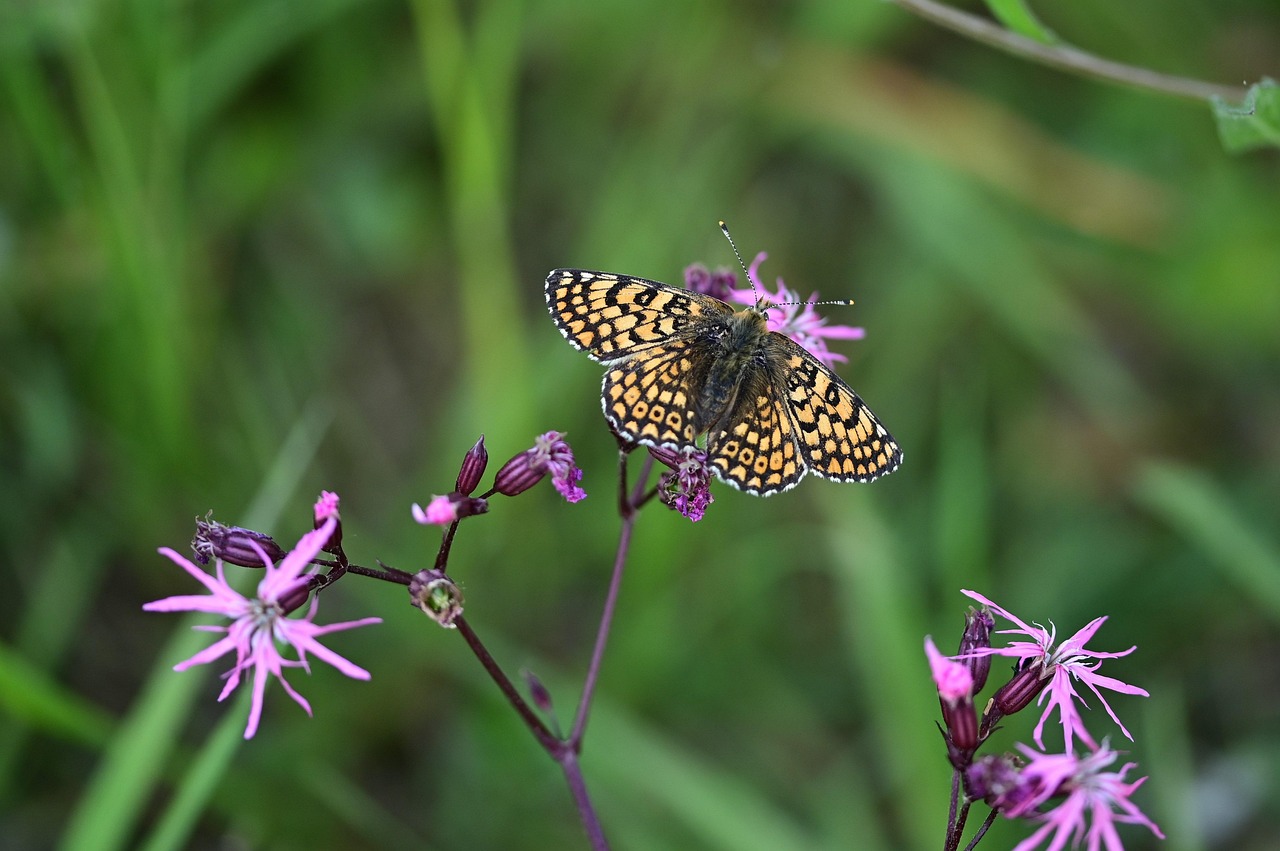 Flowers Pollination Butterfly - Free photo on Pixabay