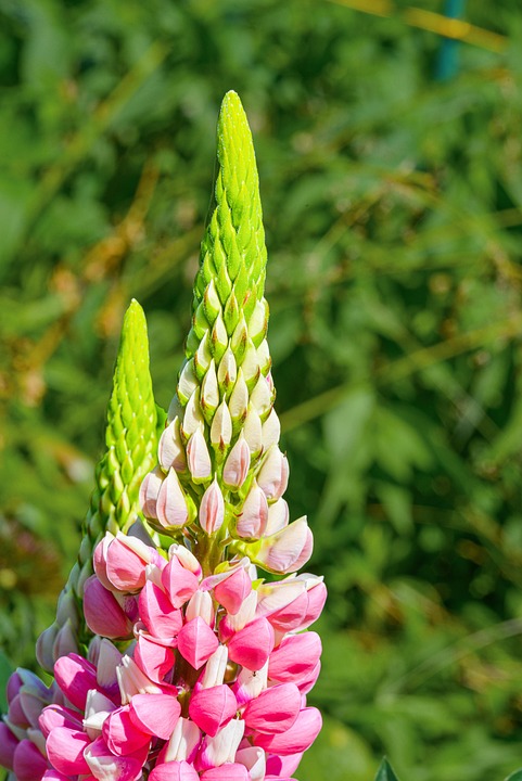 Nature Landscape Spring Flower - Free photo on Pixabay - Pixabay