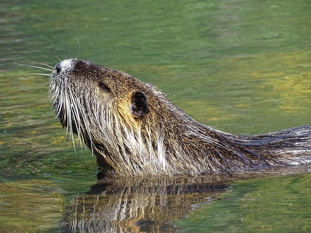 Animal Rodent Mammal - Free photo on Pixabay - Pixabay