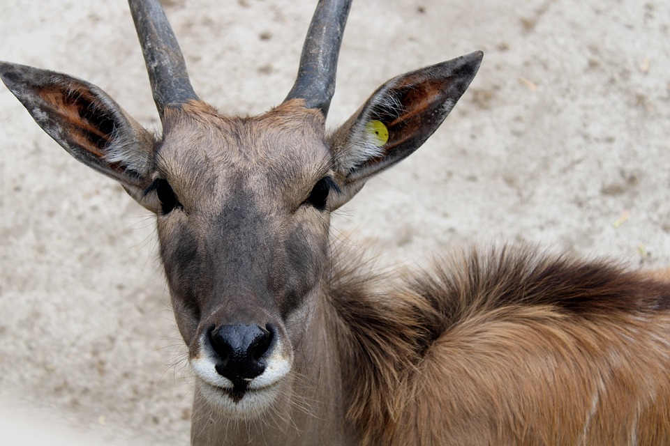 Animal Nilgai Mammifère - Photo gratuite sur Pixabay