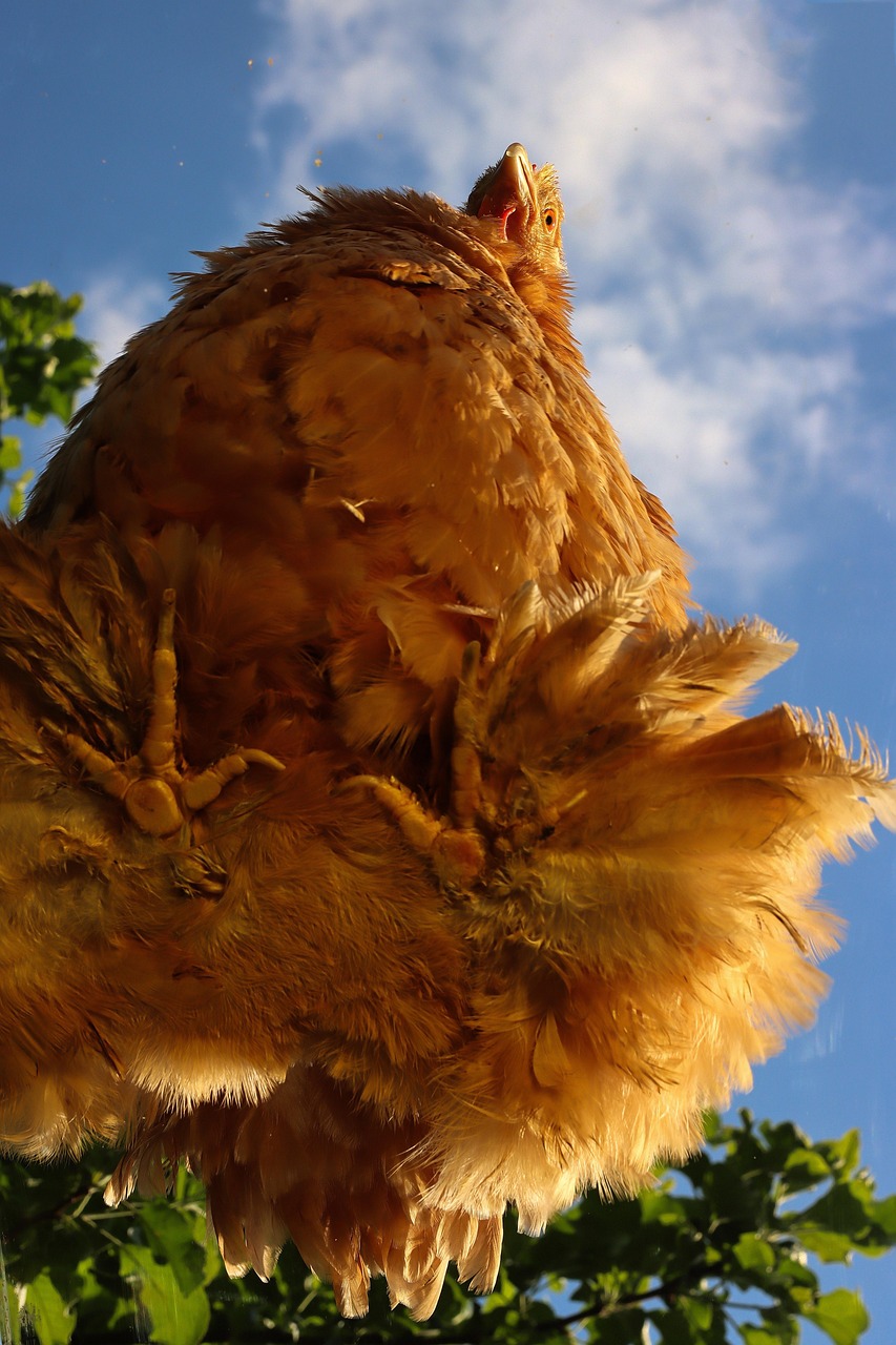 Chicken Poultry Hen - Free photo on Pixabay - Pixabay