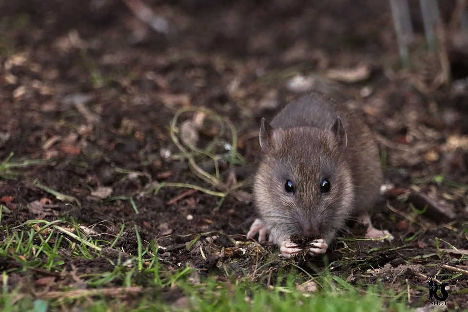 Rato Roedor Animal - Foto gratuita no Pixabay
