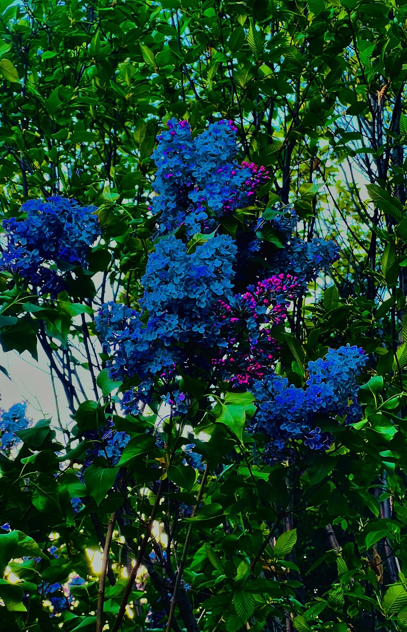 Blue And Pink Flowers - Free photo on Pixabay - Pixabay