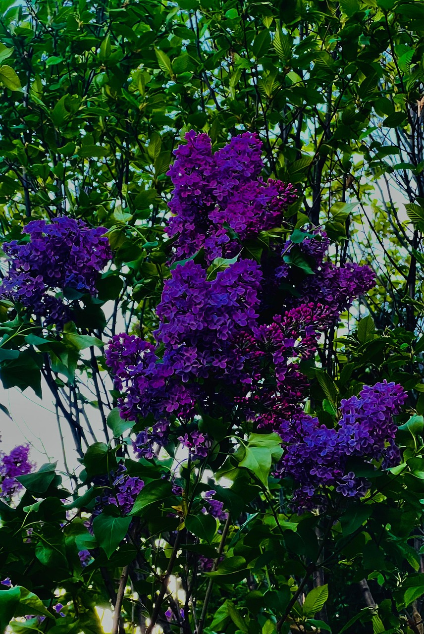 Purple Nature Blossoming - Free photo on Pixabay - Pixabay