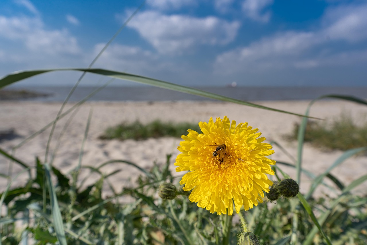 Flor Playa Abeja - Foto gratis en Pixabay - Pixabay
