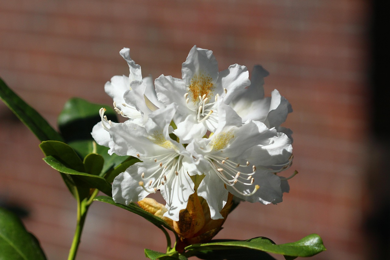 Rhododendron Bunga Putih - Foto gratis di Pixabay - Pixabay