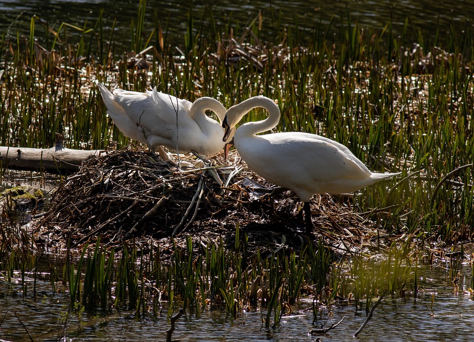 Cisne Ave Acuática Nido - Foto gratis en Pixabay