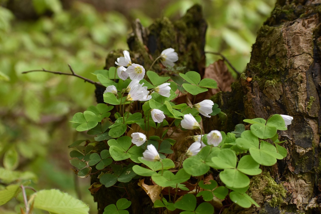 Cor De Canela Flores Planta Toco - Foto gratuita no Pixabay - Pixabay
