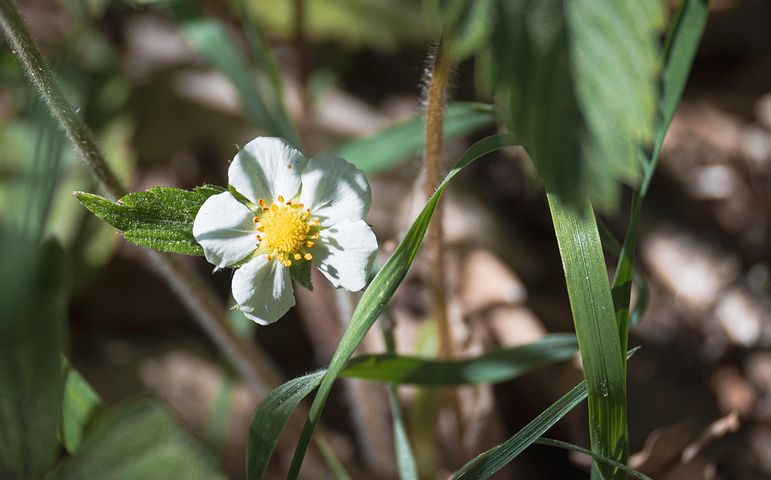 30+ Free Wild Strawberry Blossoms & Wild Strawberry Images - Pixabay