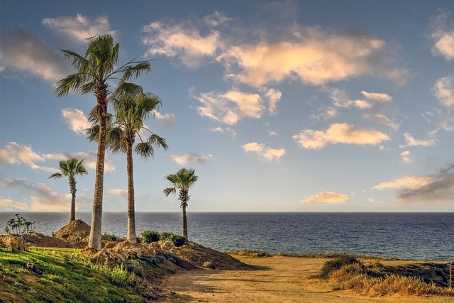 Palm Trees Sea Horizon - Free photo on Pixabay - Pixabay