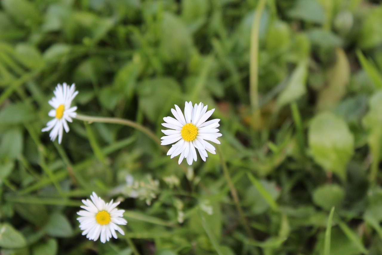 Margaridas Flores Plantas - Foto gratuita no Pixabay - Pixabay