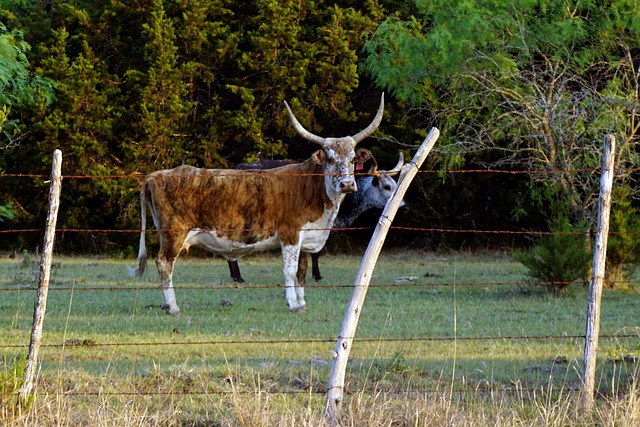 Cattle Cows Paddock Texas - Free photo on Pixabay - Pixabay
