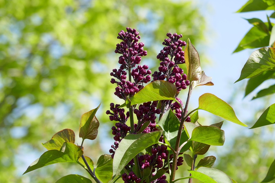 Lilacs Violet Flowers - Free photo on Pixabay - Pixabay