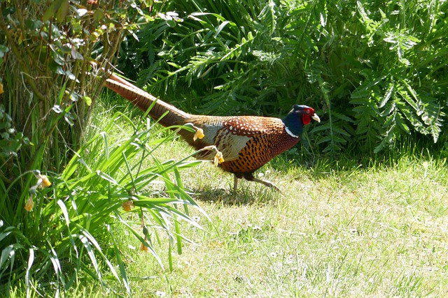Pájaro Faisán Jardín - Foto gratis en Pixabay - Pixabay