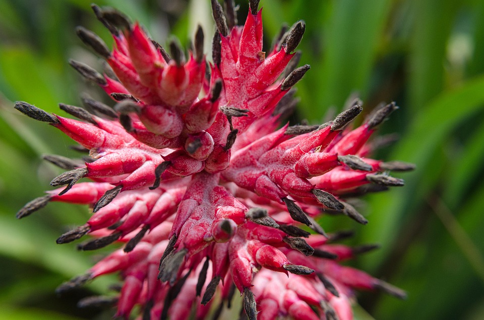 Brazilian Vaseplant Flower Plant - Free photo on Pixabay